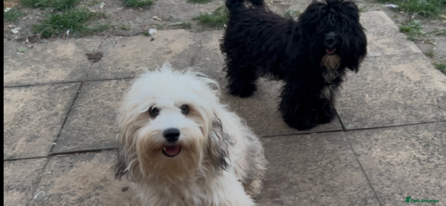 Gorgeous happy loving HAVAPOO for sale in Huntingdon | Pets4Homes