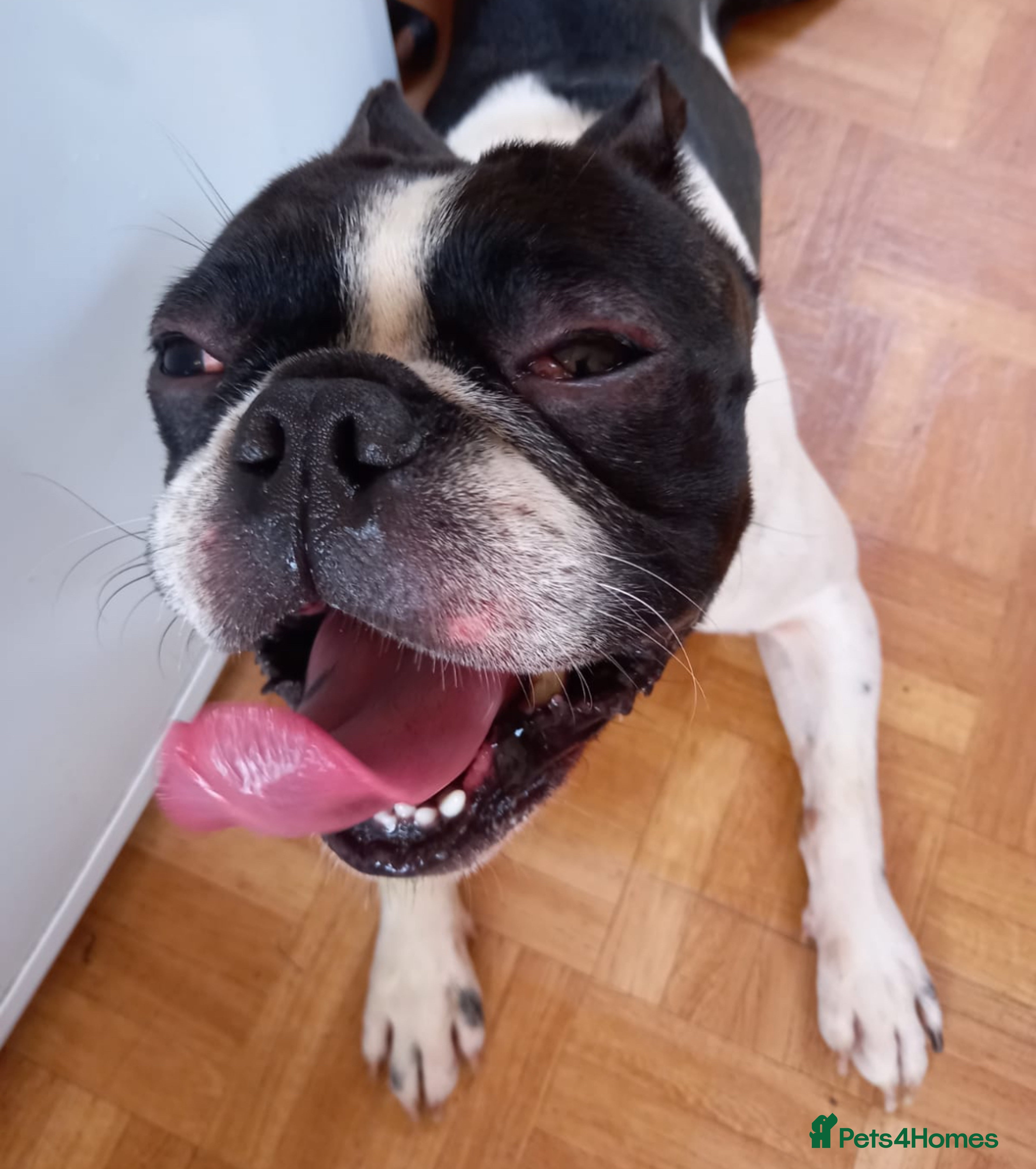 Boston Terrier cross French Bulldog for REHOMING for sale in | Pets4Homes