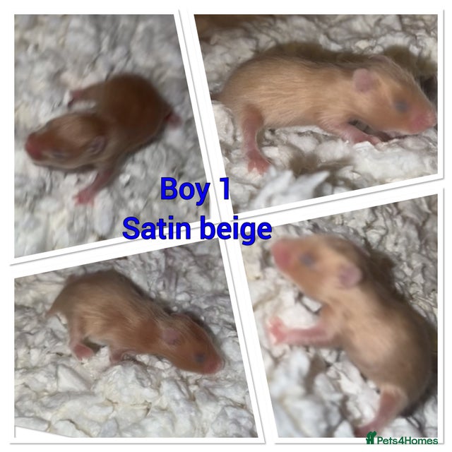 Baby hamsters for sale in London | Pets4Homes