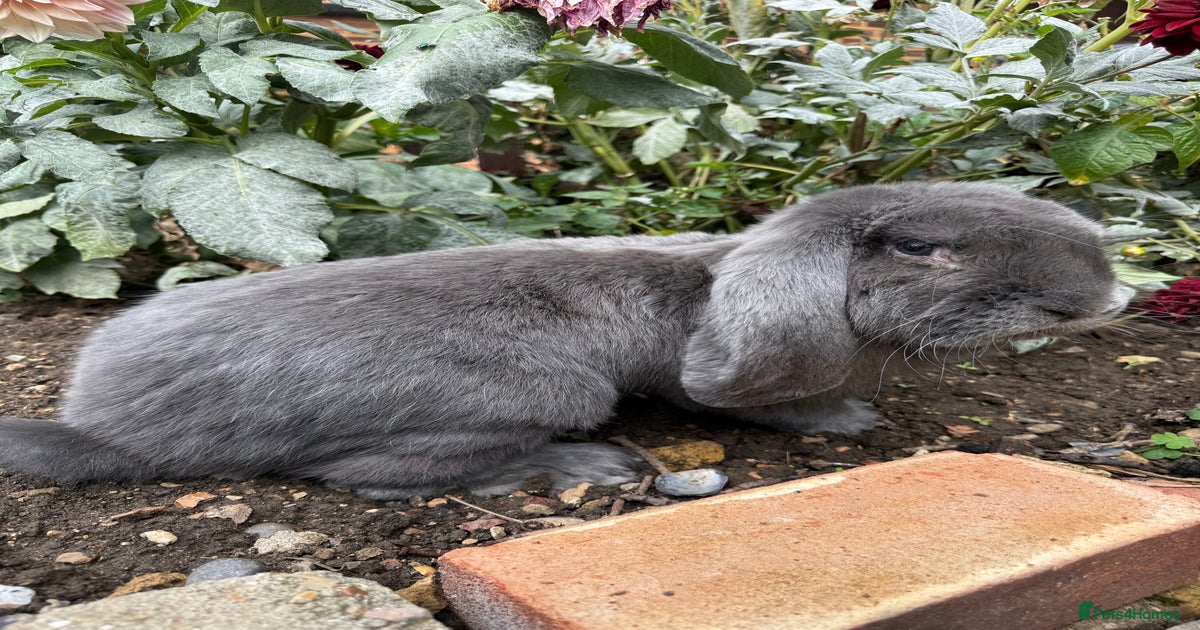 Blue Giant French Lop Male 11 months 🐰 for sale in Enfield | Pets4Homes