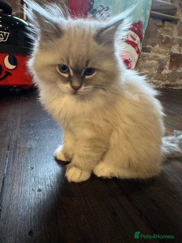 Beautiful Siberian Ragdoll cross kittens for sale for sale in Wotton ...