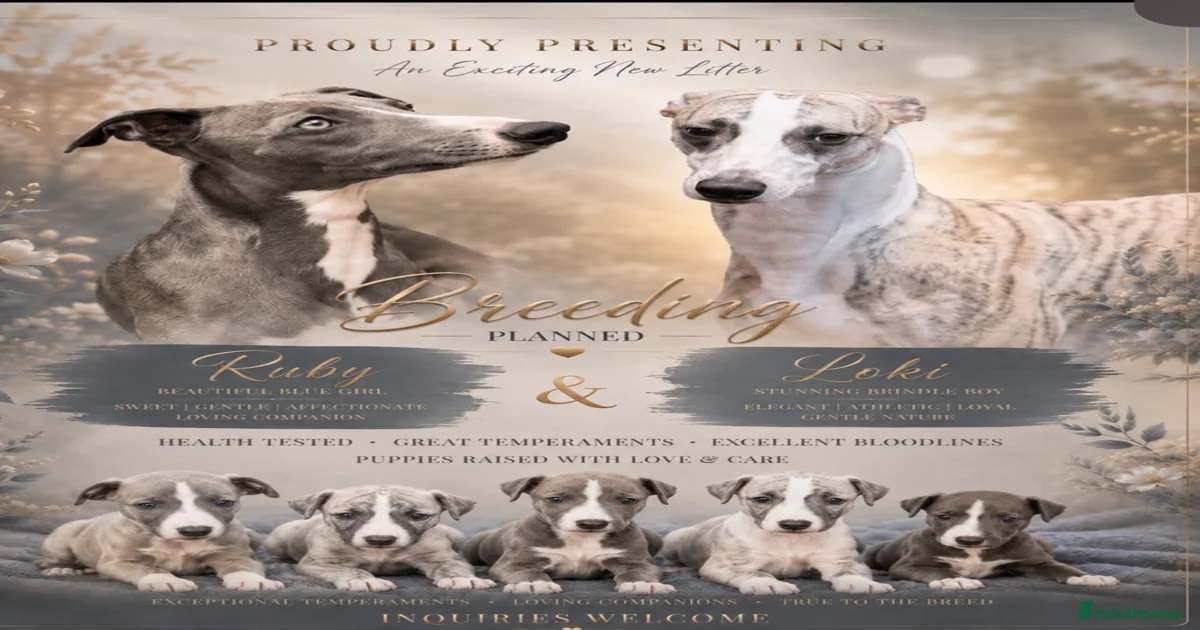 Whippet Puppies for sale in England | Pets4Homes