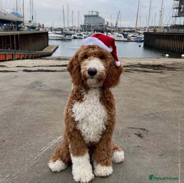 RARE gorgeous Goldendoodle for stud in Falmouth | Pets4Homes
