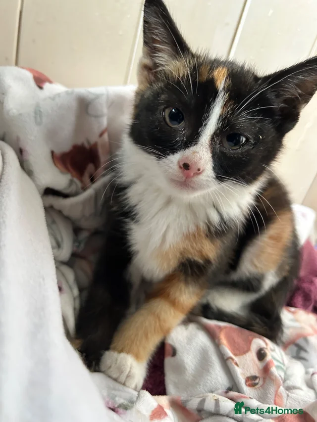 9 week old female calico for sale in Tunbridge Wells | Pets4Homes