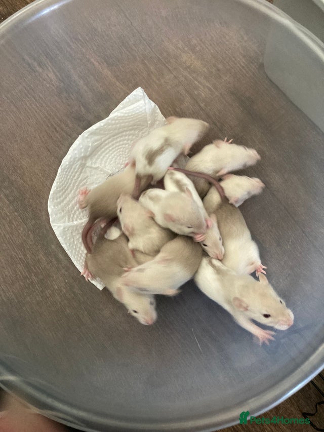 Gorgeous ratty pups 💙🩷 for sale in Stratford-upon-Avon | Pets4Homes