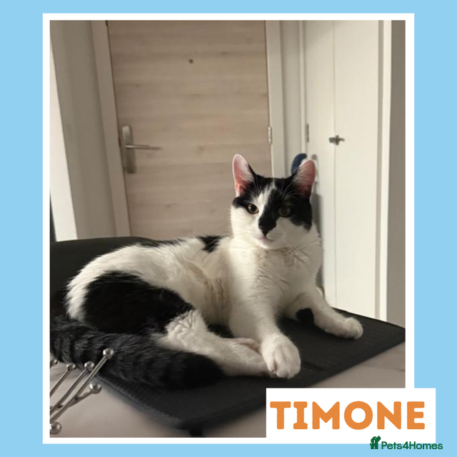 Sociable Cuddlebug for adoption in Glasgow | Pets4Homes