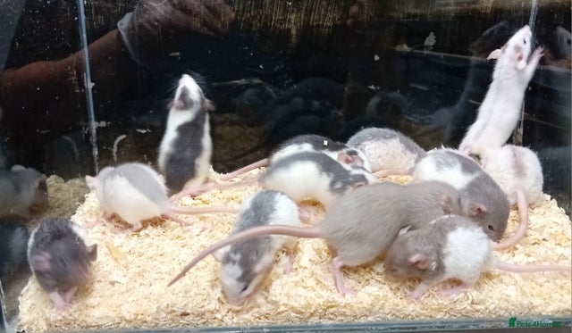 Dumbo Rats , Normal furred - Rex - Nakeds for sale in Wolverhampton ...