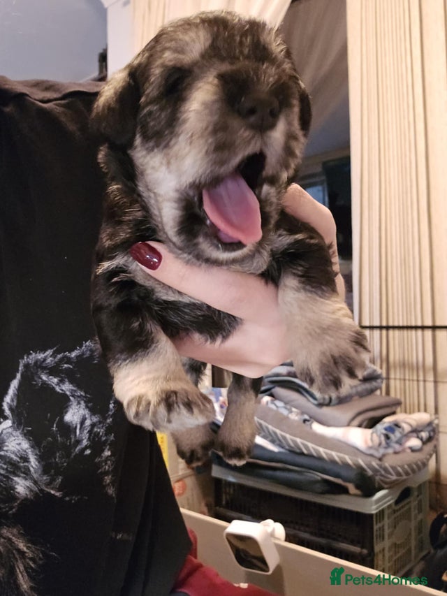 Miniature Schnauzer for sale in Edinburgh | Pets4Homes