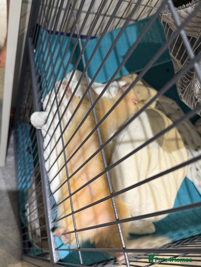 2 Male Ferrets with Full cage set up for sale in Elland | Pets4Homes