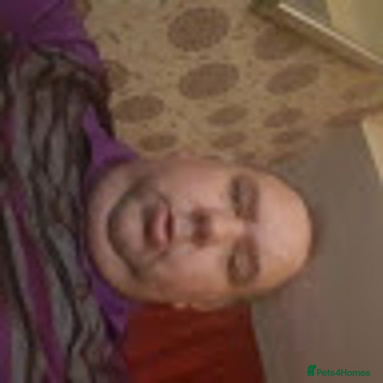 Cavachon Dogs Breed - Information, Temperament, Size & Price | Pets4Homes