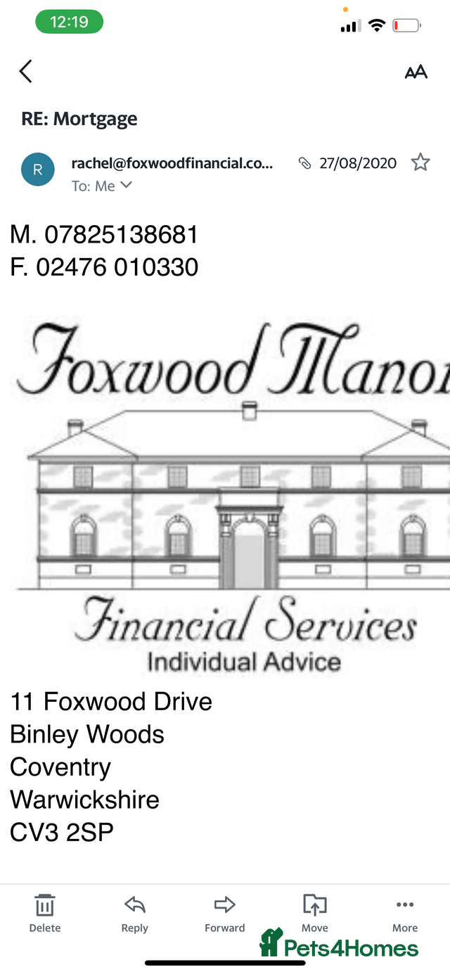 Beautiful Show type Cocker for sale in Rugby | Pets4Homes