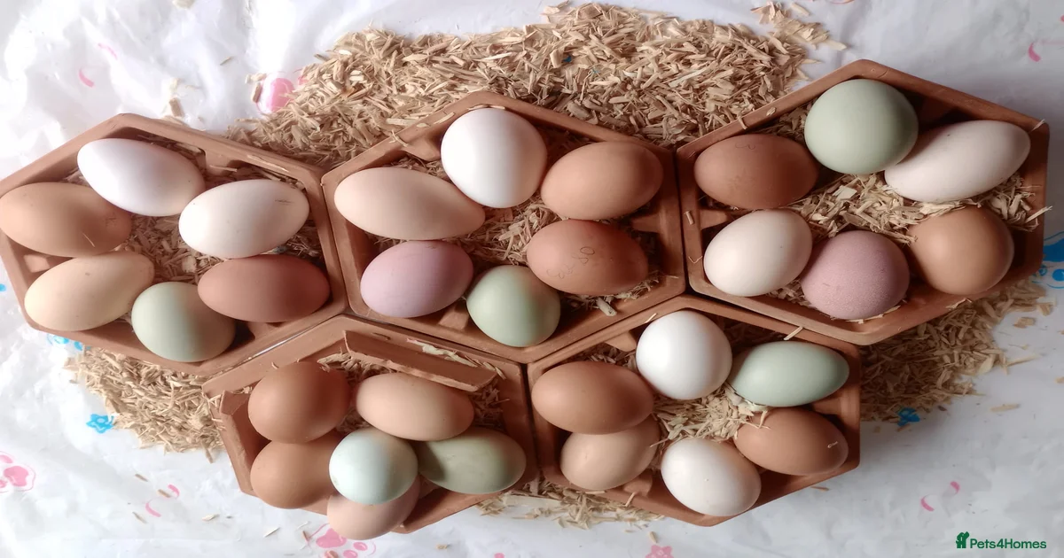 Chickens Poultry for sale | Pets4Homes