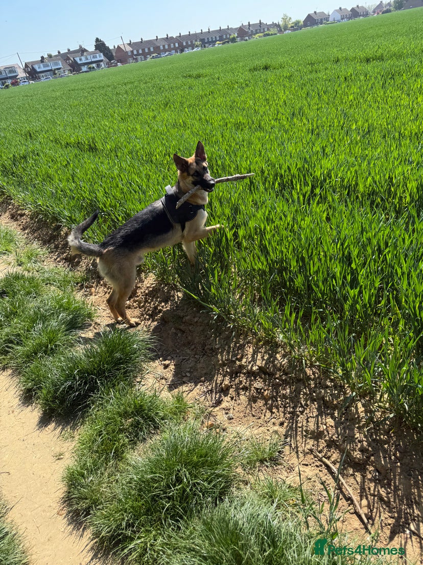 German shepherd for stud in Canterbury | Pets4Homes