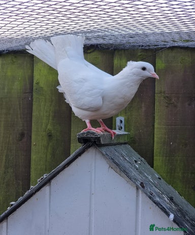 Doves birds for sale | Pets4Homes