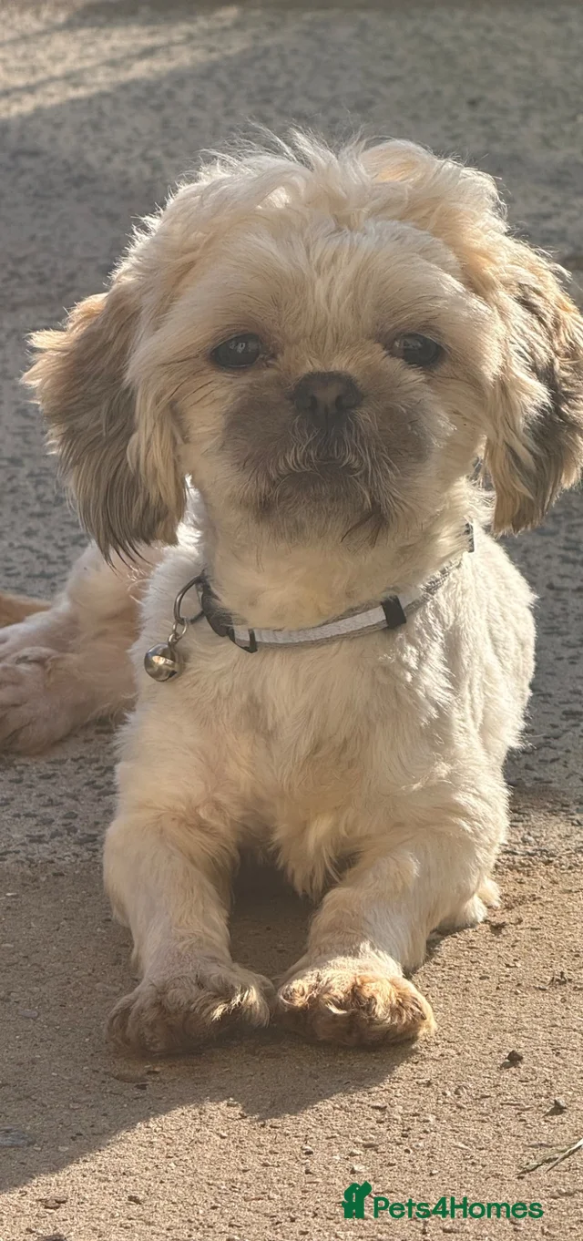 18 month old Shih Tzu rehome for sale in Liverpool | Pets4Homes