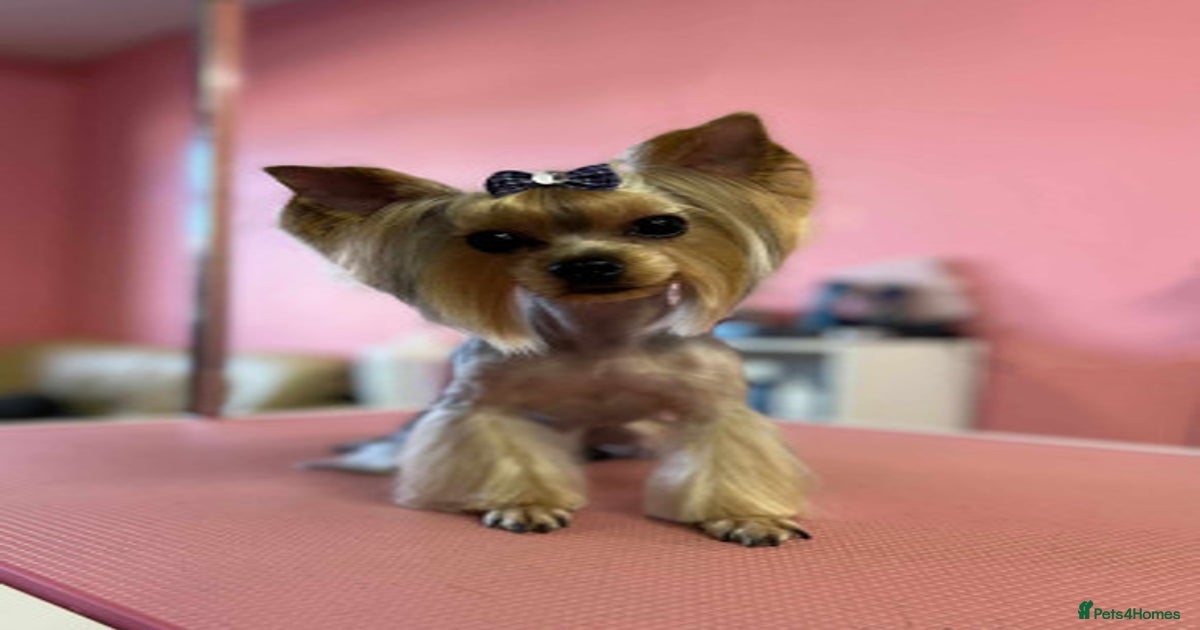 Adorable Yorkshire terrier male for sale in Edinburgh | Pets4Homes