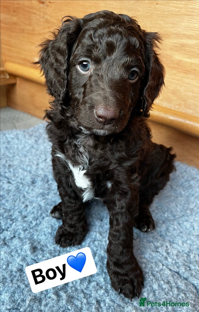 F2 Cockapoo Puppies for sale in Basingstoke | Pets4Homes