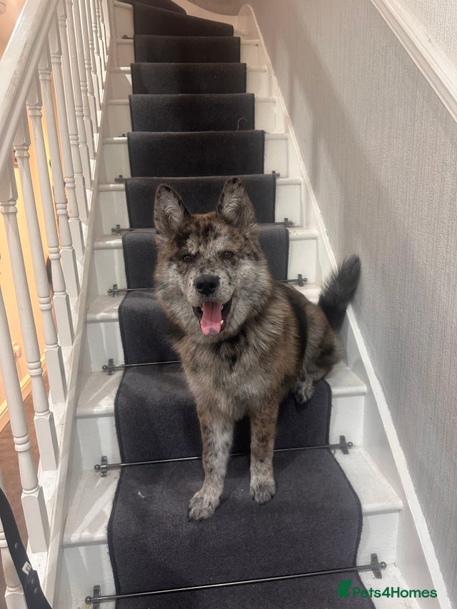 MERLE CHOW CHOW CROSS WITH ALASKAN MALAMUTE for stud in Bromley ...