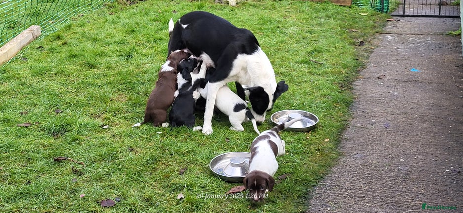 Sprollie Dogs Breed - Information, Temperament, Size & Price | Pets4Homes