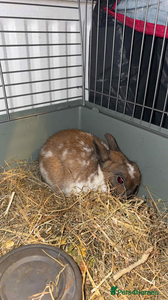 Male rabbit for sale for sale in Camberley | Pets4Homes