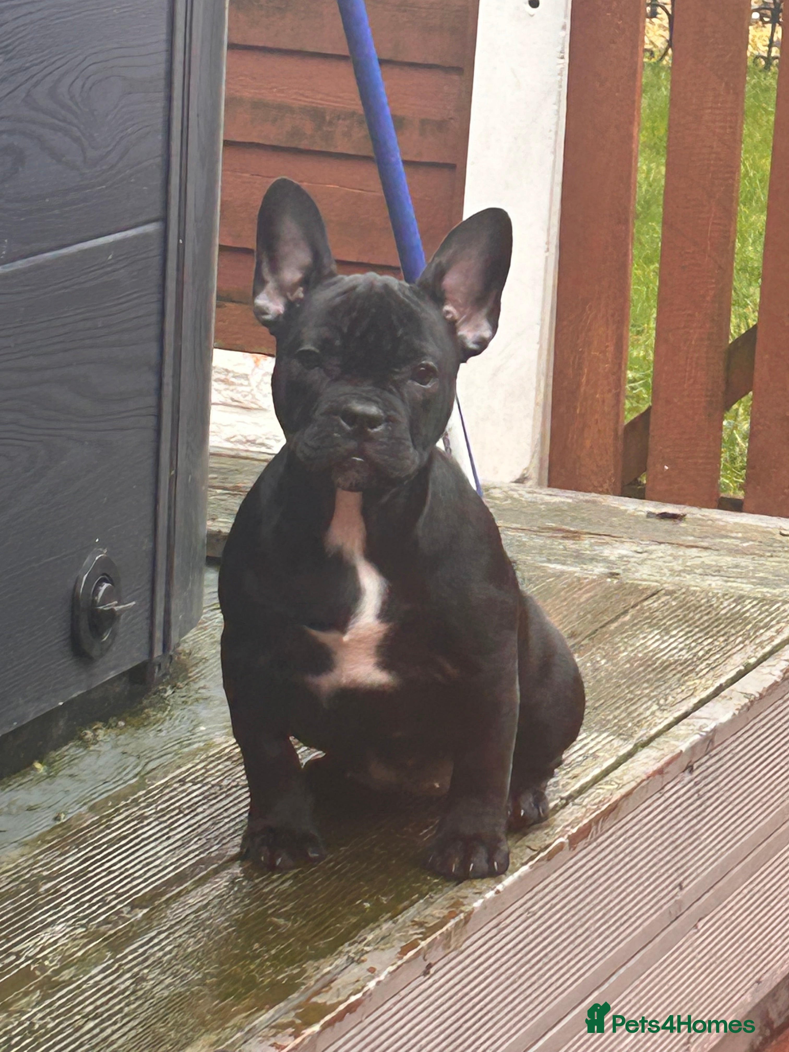 Frenchie cross REDUCED LAST ONE LEFT for sale in Birmingham | Pets4Homes