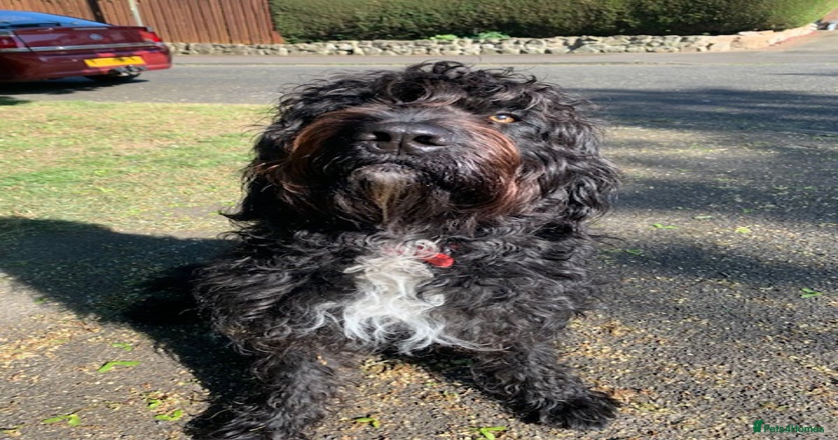 Russian Terrier / Poodle for sale in Sheffield | Pets4Homes