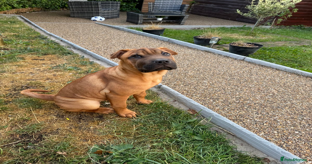 Shar Pei cross Malinois Puppy 🐾 for sale in | Pets4Homes