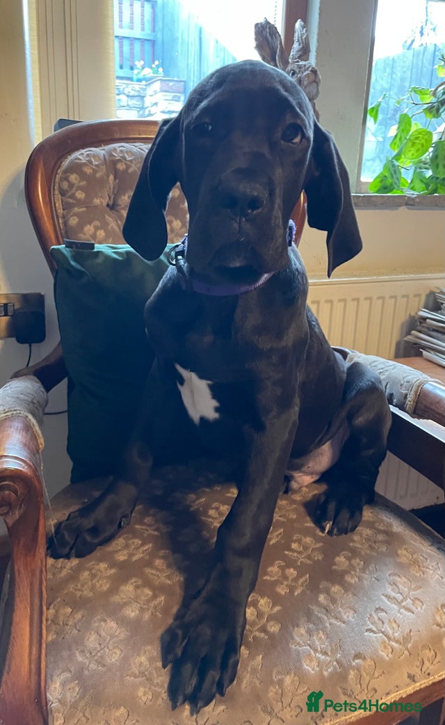 GREAT DANE/MASTIFF PUPPIES FOR SALE for sale in Colne | Pets4Homes