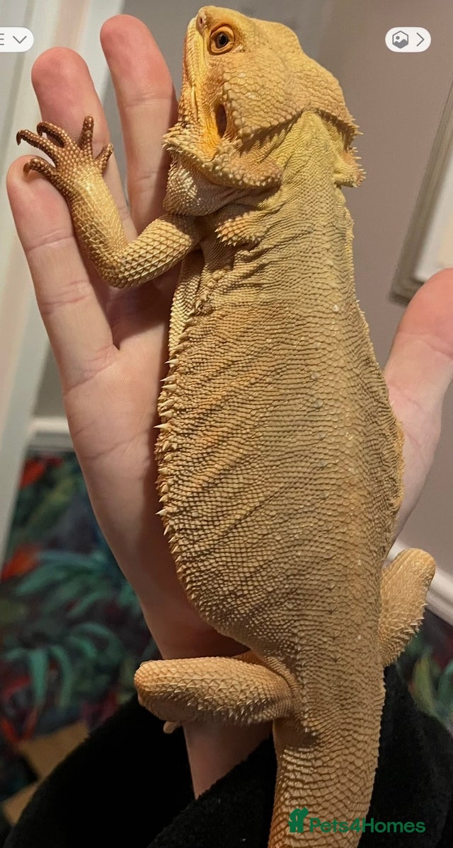 Witblit bearded dragons adult male for sale in Prestatyn | Pets4Homes