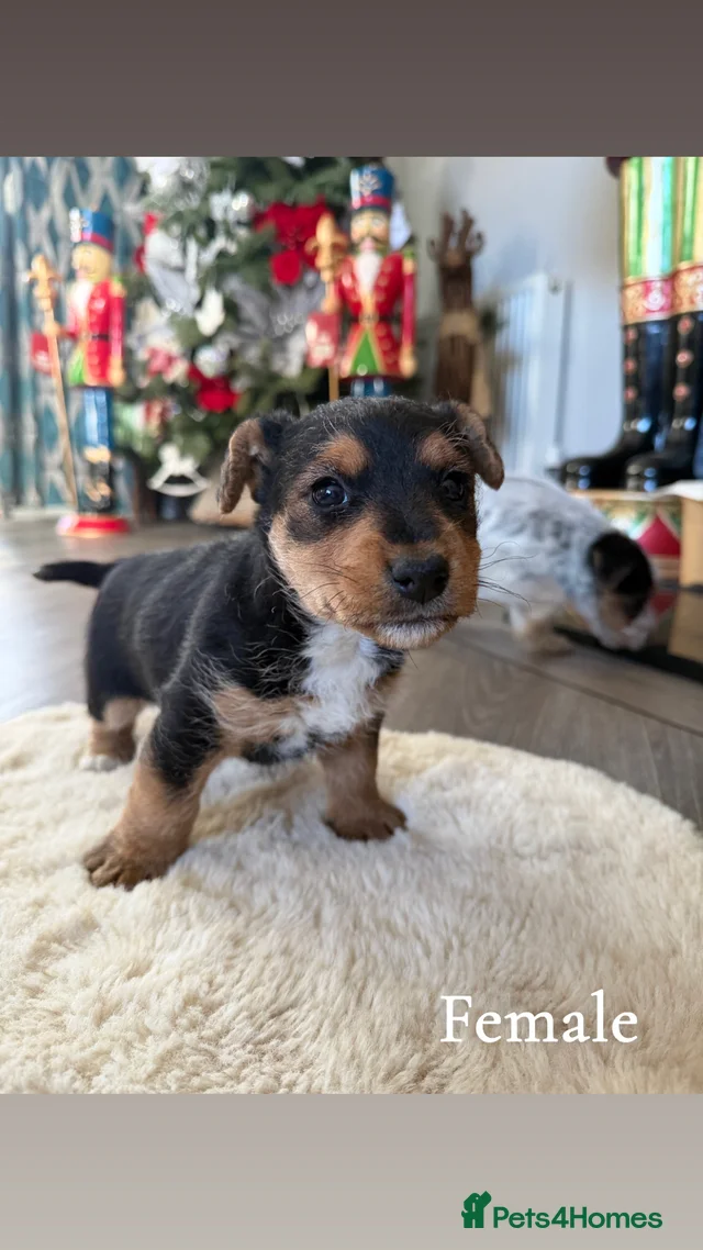 Adorable wire hair fox terrier x jack russell for sale in Basildon ...