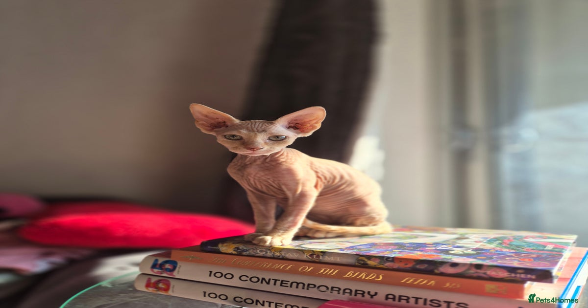Sweet Sphinx Kitten Dobby for sale in Romford | Pets4Homes