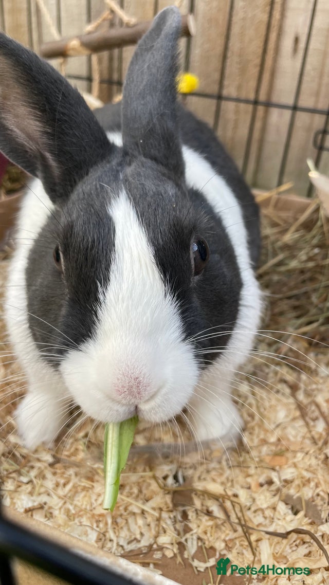 Male rabbit for sale in Sidcup | Pets4Homes
