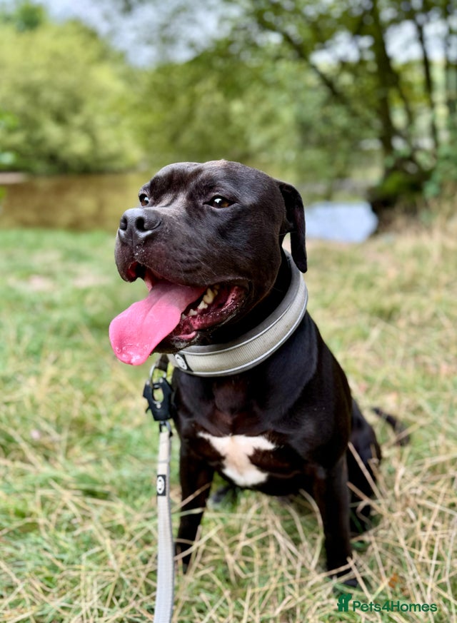 Rehome American Bulldog/Staffy Cross for sale in Rugeley | Pets4Homes