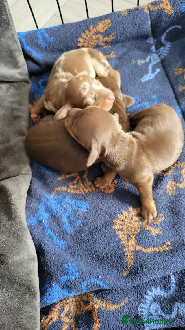 Kc Miniature Dachshund for sale in Walsall | Pets4Homes
