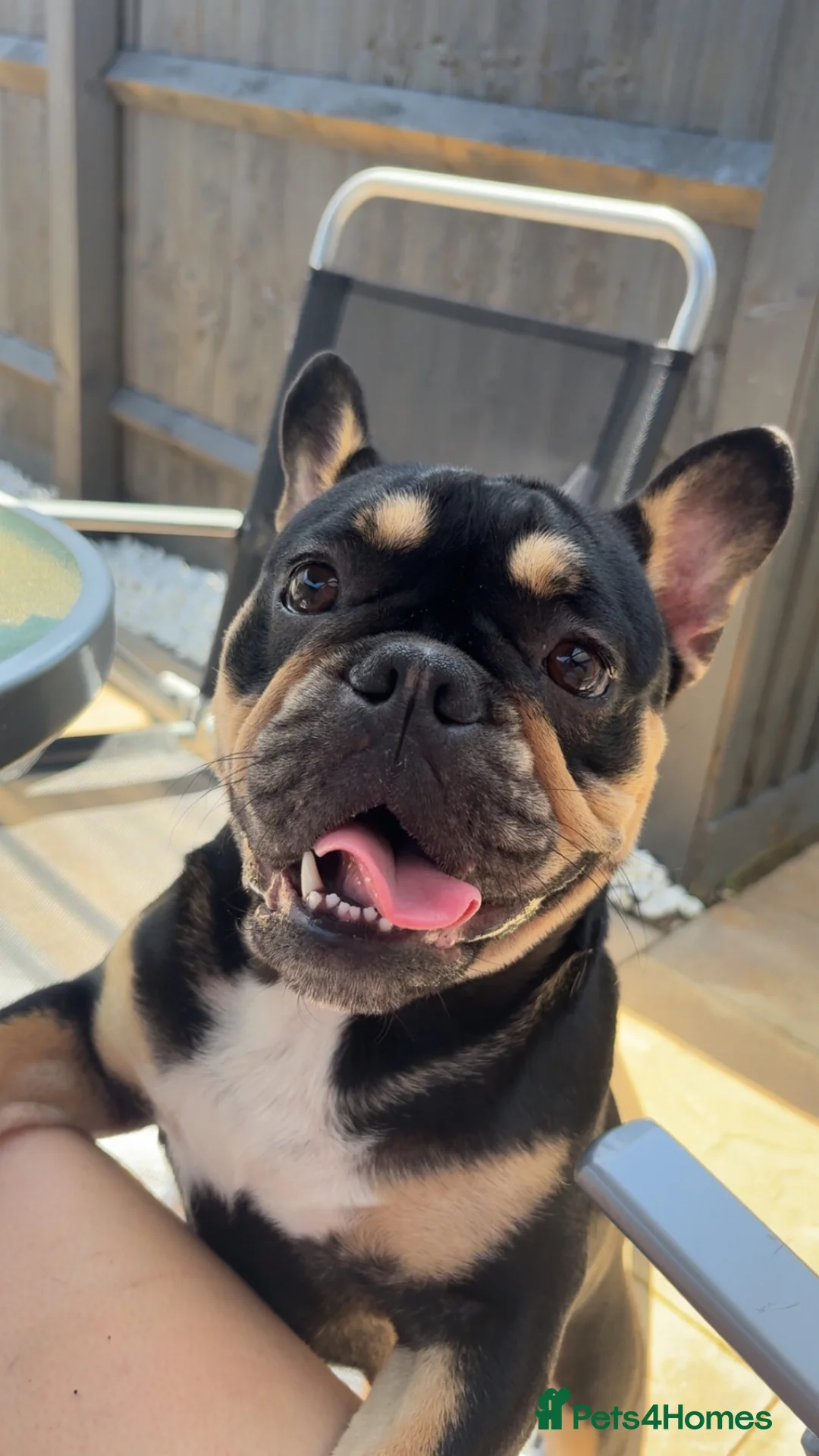 🖤🤎1yr Female French Bulldog – Stormi for sale in Burgess Hill | Pets4Homes