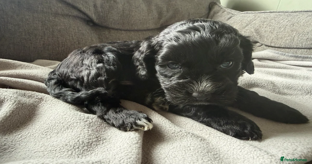 Cockapoo Puppies for sale | Pets4Homes