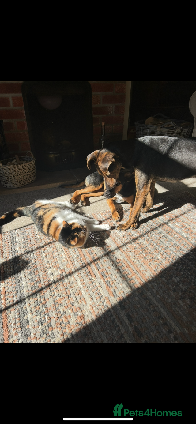 Ciok 1.5 year old mixed breed for sale in Newmarket | Pets4Homes