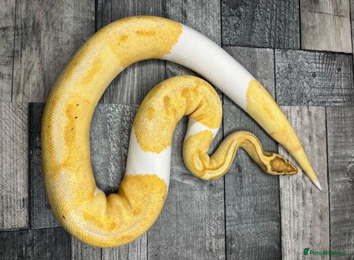 Banana enchi pied ball python male for sale in Gainsborough | Pets4Homes