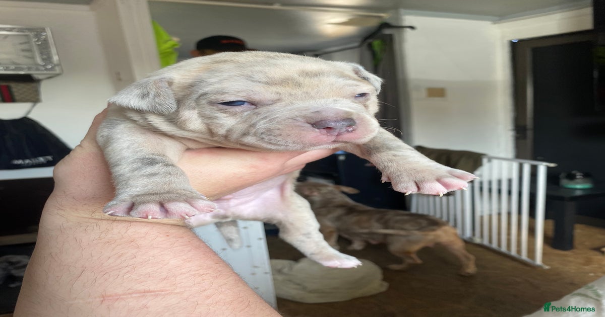 Male Merle pocket bully for sale in Doncaster | Pets4Homes