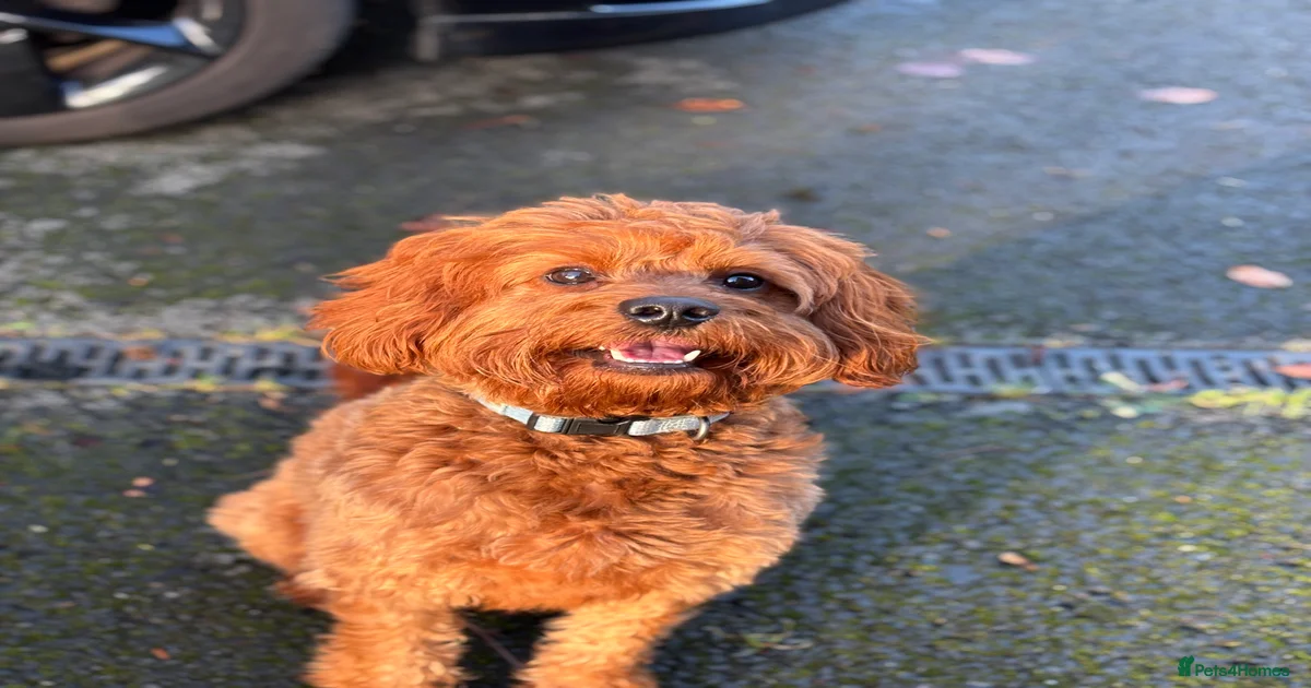 F1 Cavapoo stud dog for stud in Newtown | Pets4Homes