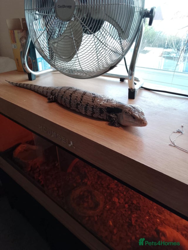 Blue tong skink for sale in Worksop | Pets4Homes