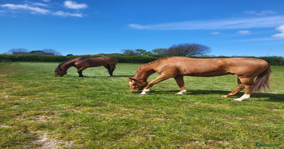 Irish Thoroughbred Horses for sale in Lancaster, Lancashire | Pets4Homes