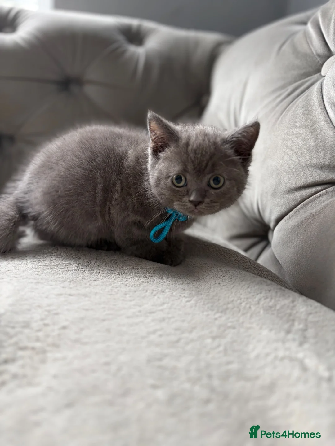 Stunning BSH kittens ready now! for sale in Preston | Pets4Homes