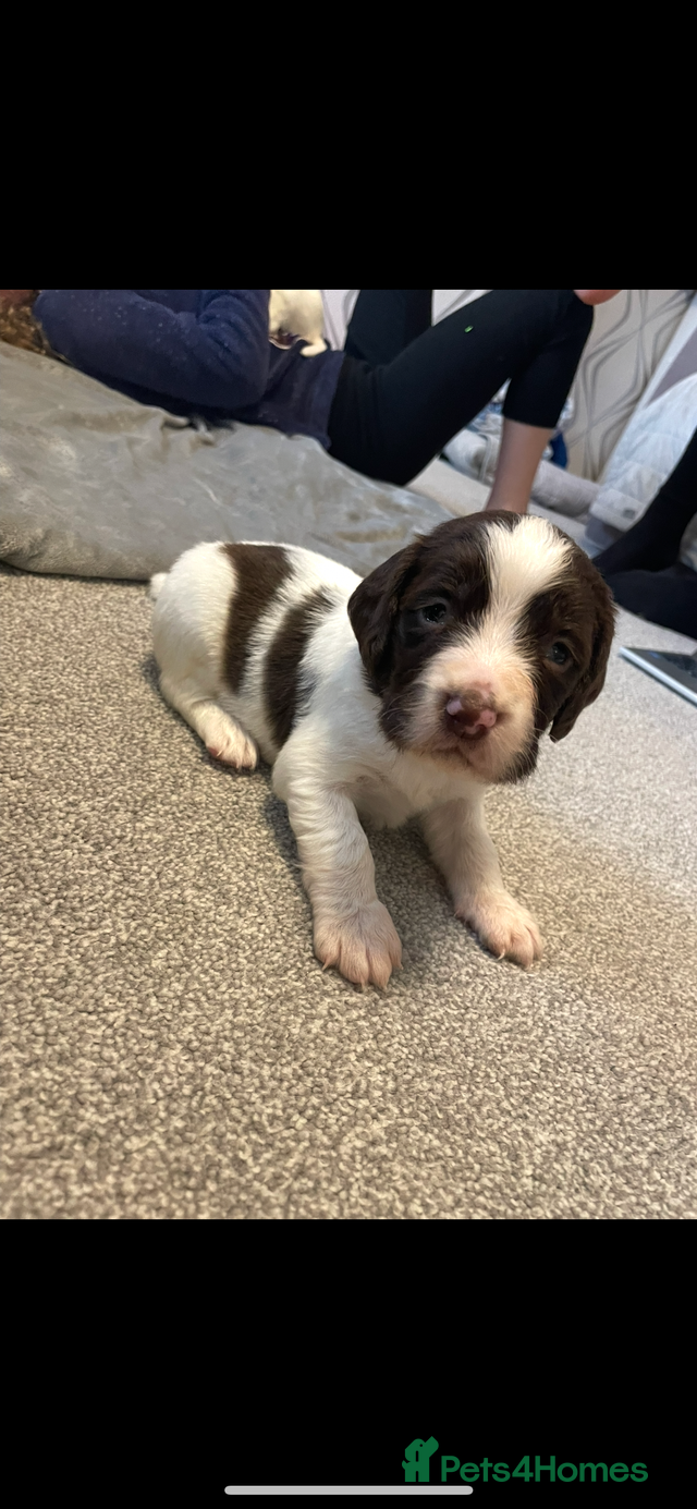 Gorgeous English Springer spaniels (Rytex) for sale in Mold | Pets4Homes