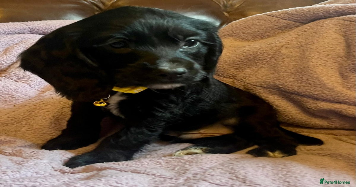 Ready now stunning show cockers for sale in Llandrindod Wells | Pets4Homes