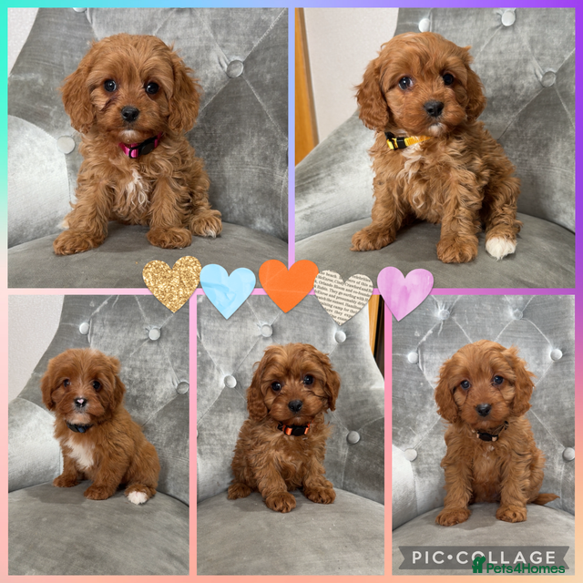 Beautiful F1 Cavapoos for sale in Doncaster | Pets4Homes