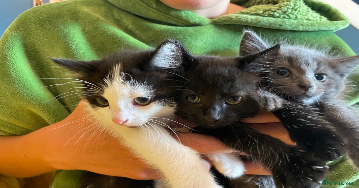 Three beautiful Kittens, weaned and litter trained for sale in Holywell ...