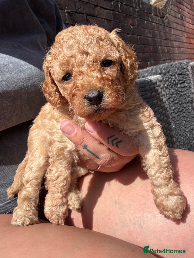 Red toy Cockapoo’s for sale in Pontefract | Pets4Homes