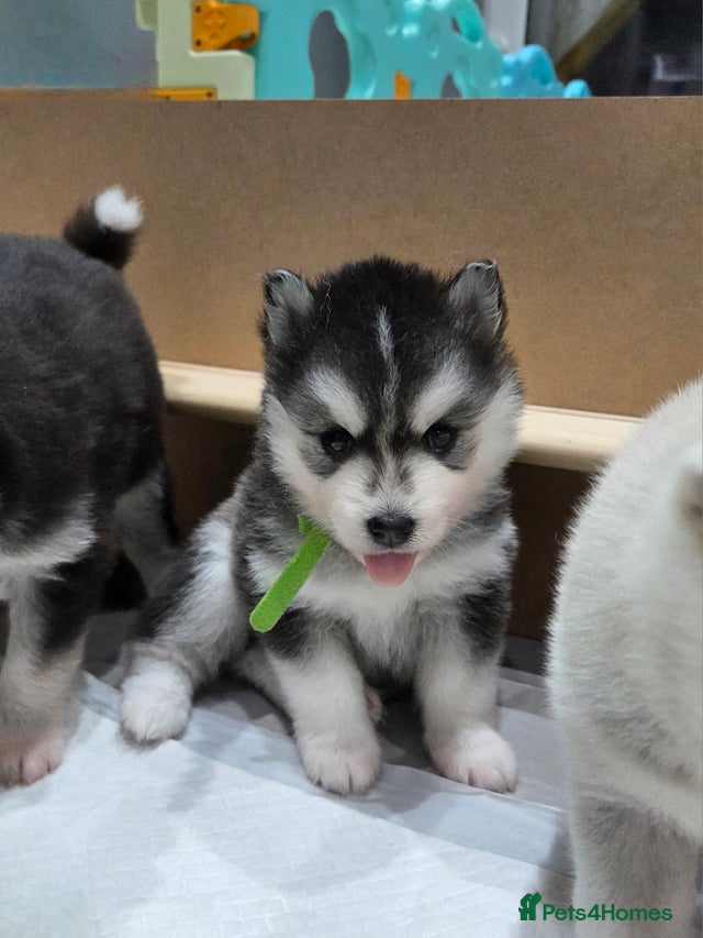 Perfect medium size Pomsky for sale in Doncaster | Pets4Homes