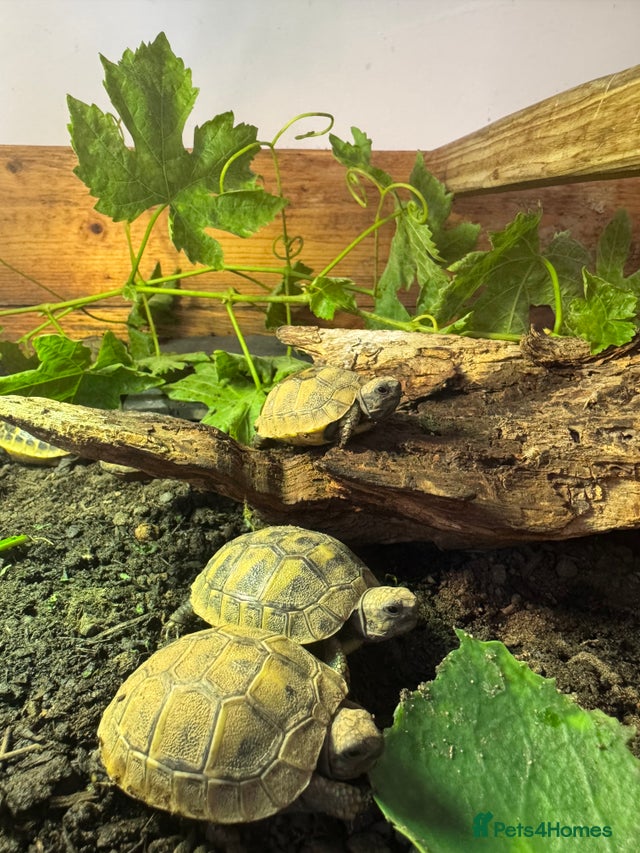 Baby Hermann Tortoise Hatchlings for sale in Taunton | Pets4Homes